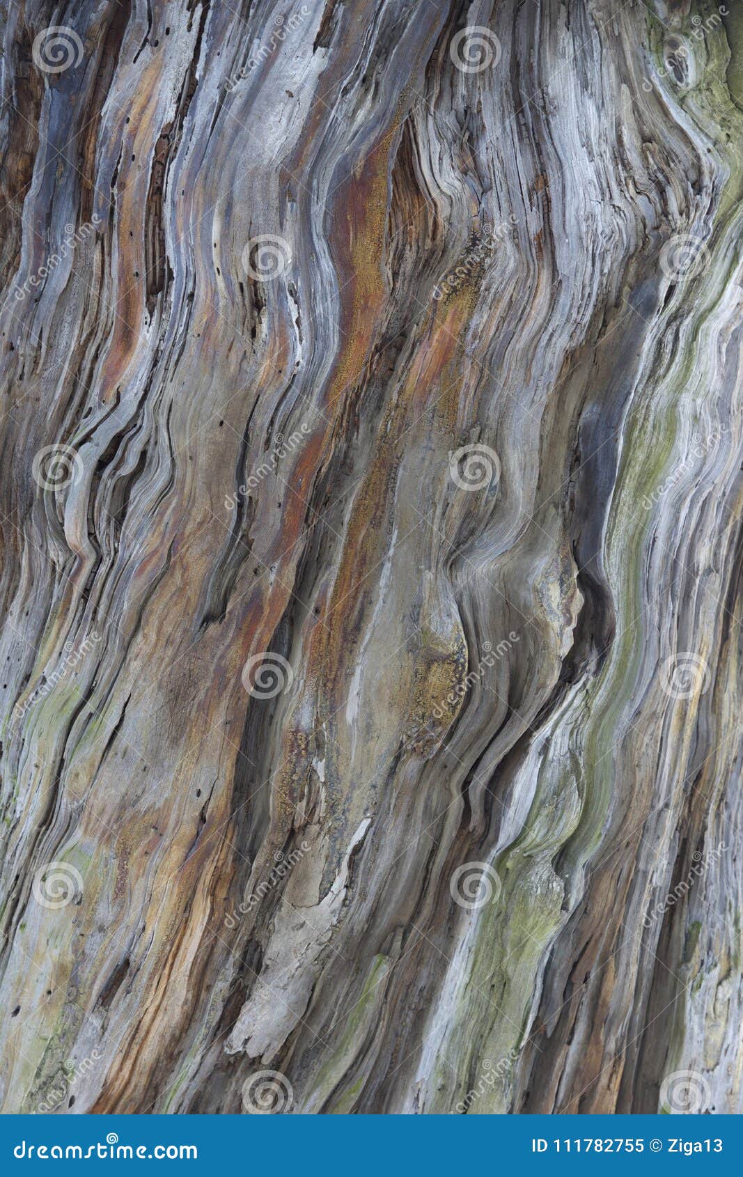 The Structure of the Old Spruce Stem. Stock Image - Image of beautiful ...