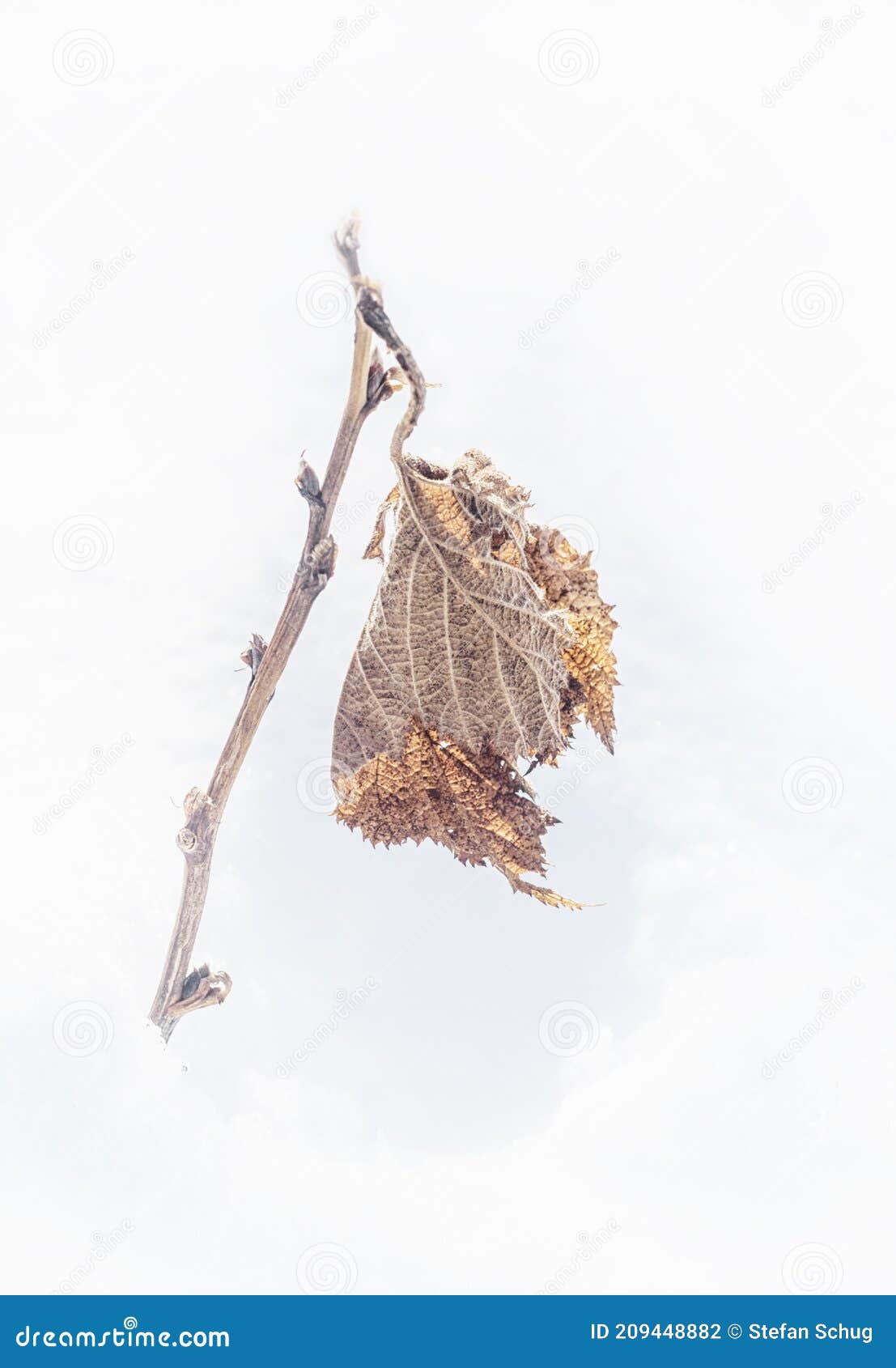 Thimble Berry in Winter stock photo. Image of high, leaf - 209448882