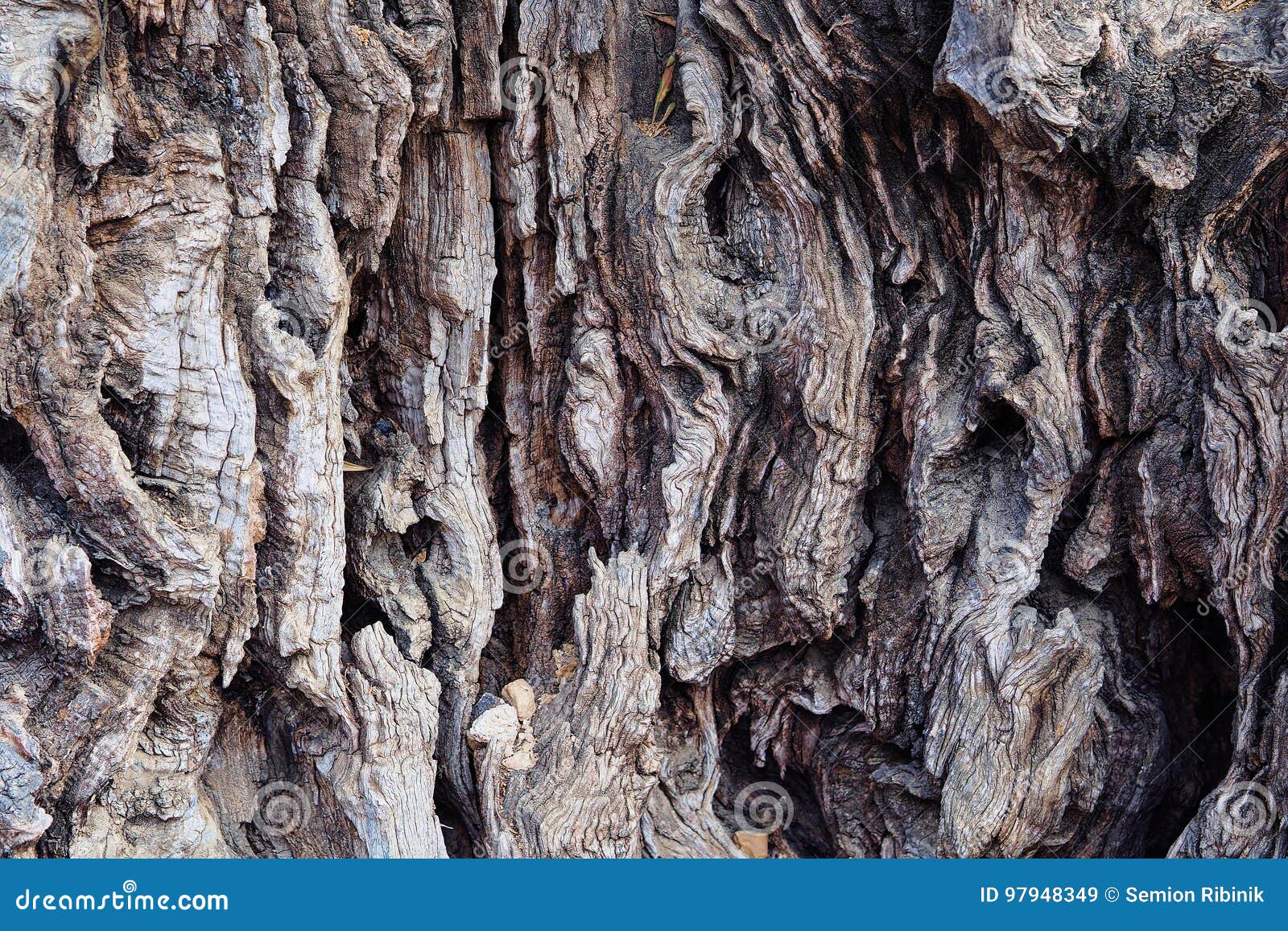 Structure of the Olive Tree Stock Image - Image of forest, textured ...