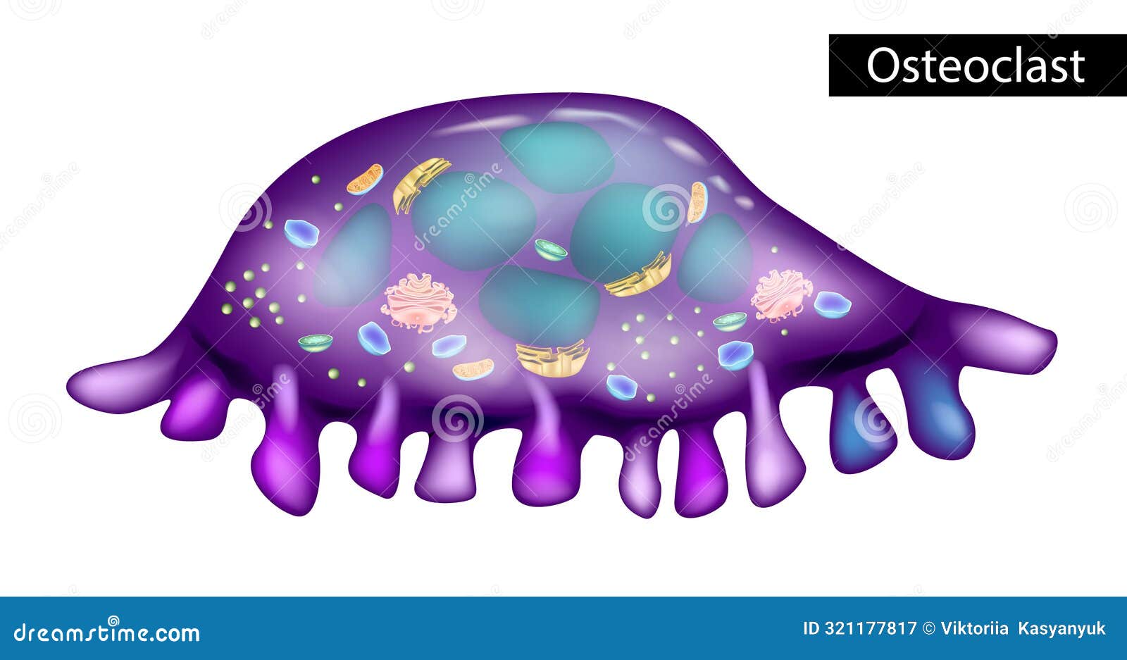Structure of Osteoclasts. Osteoclast is a Type of Bone Cell that Breaks ...