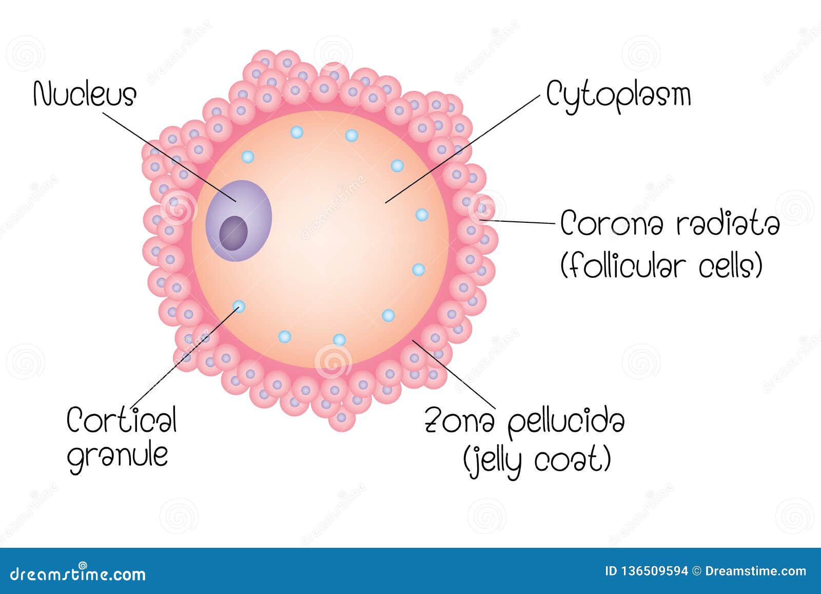 Female Reproductive System Diagram Ovum