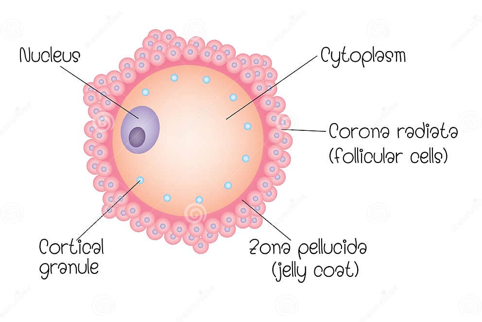 Structure of ovum stock vector. Illustration of pellucida - 136509594