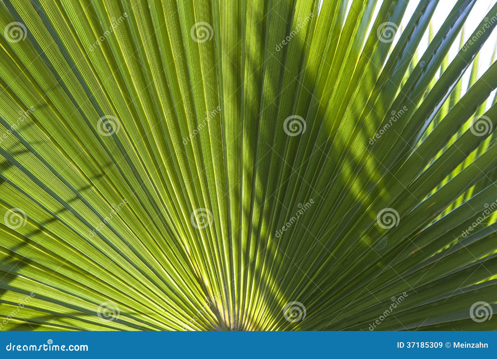 Structure of Palm Tree in Morning Stock Image - Image of aloe, organic ...