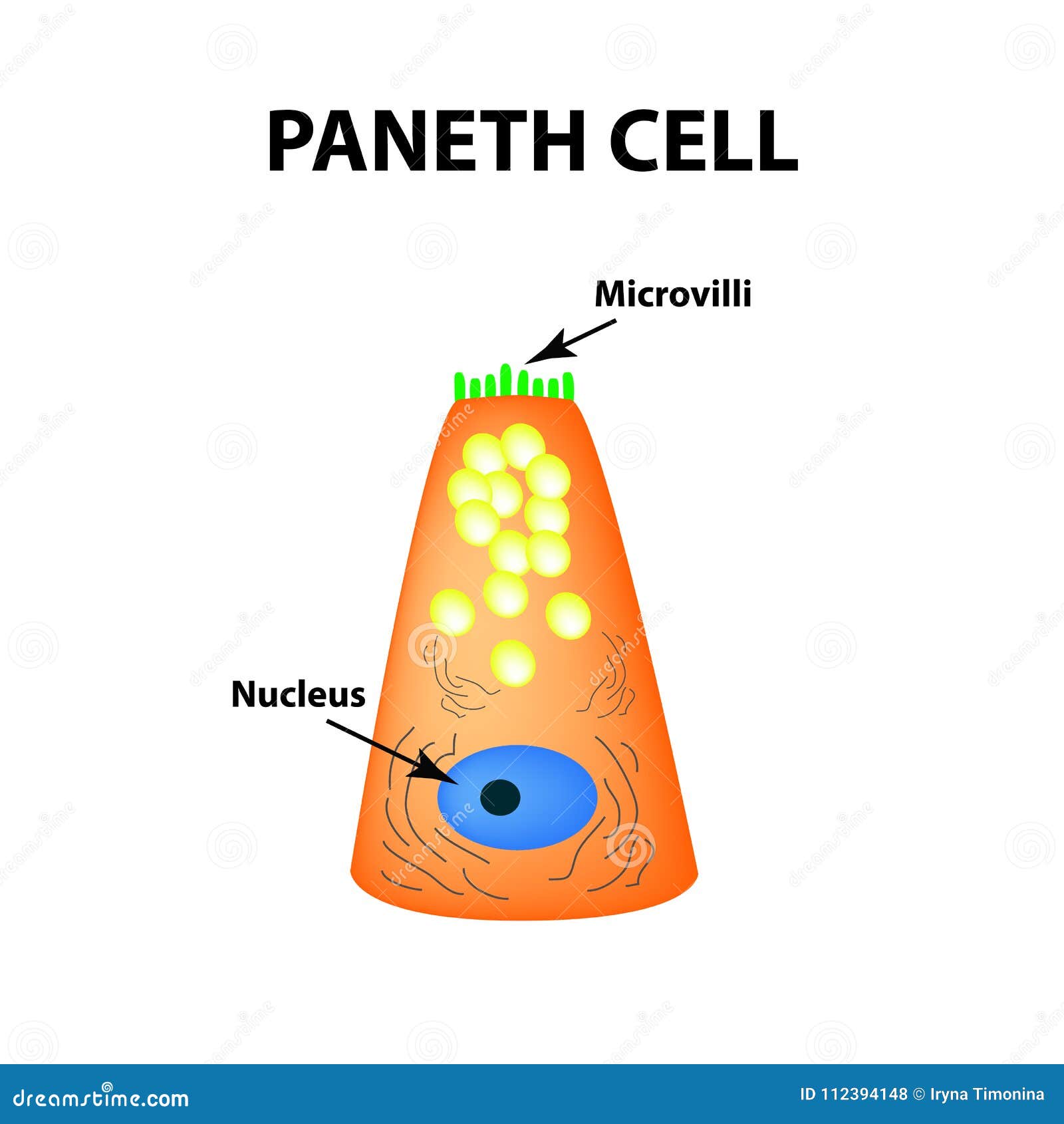 Structure Of The Enterocyte. Absorptive Cells Intestine. Infographics ...