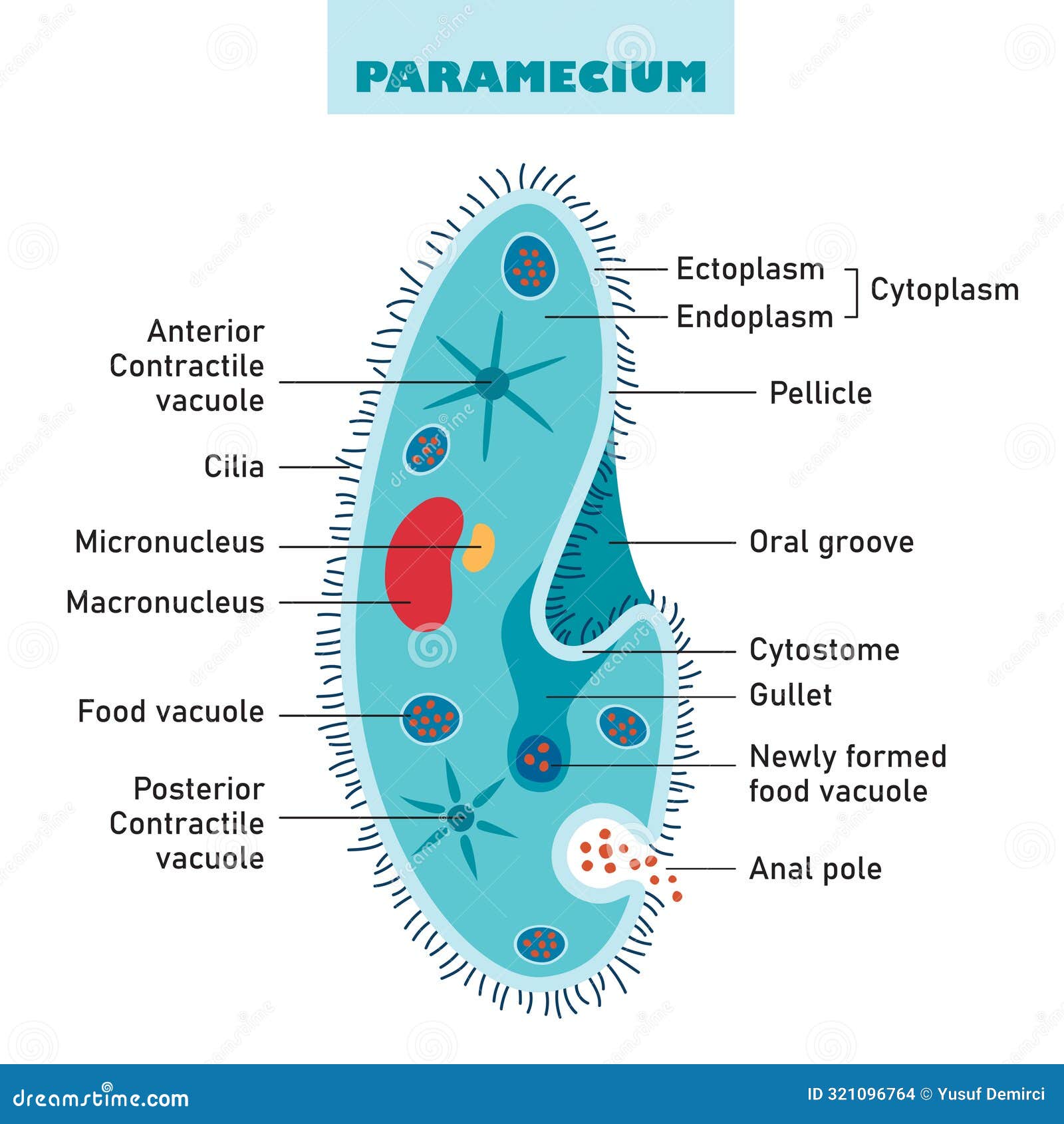 The Structure of Paramecium Caudatum Stock Illustration - Illustration ...
