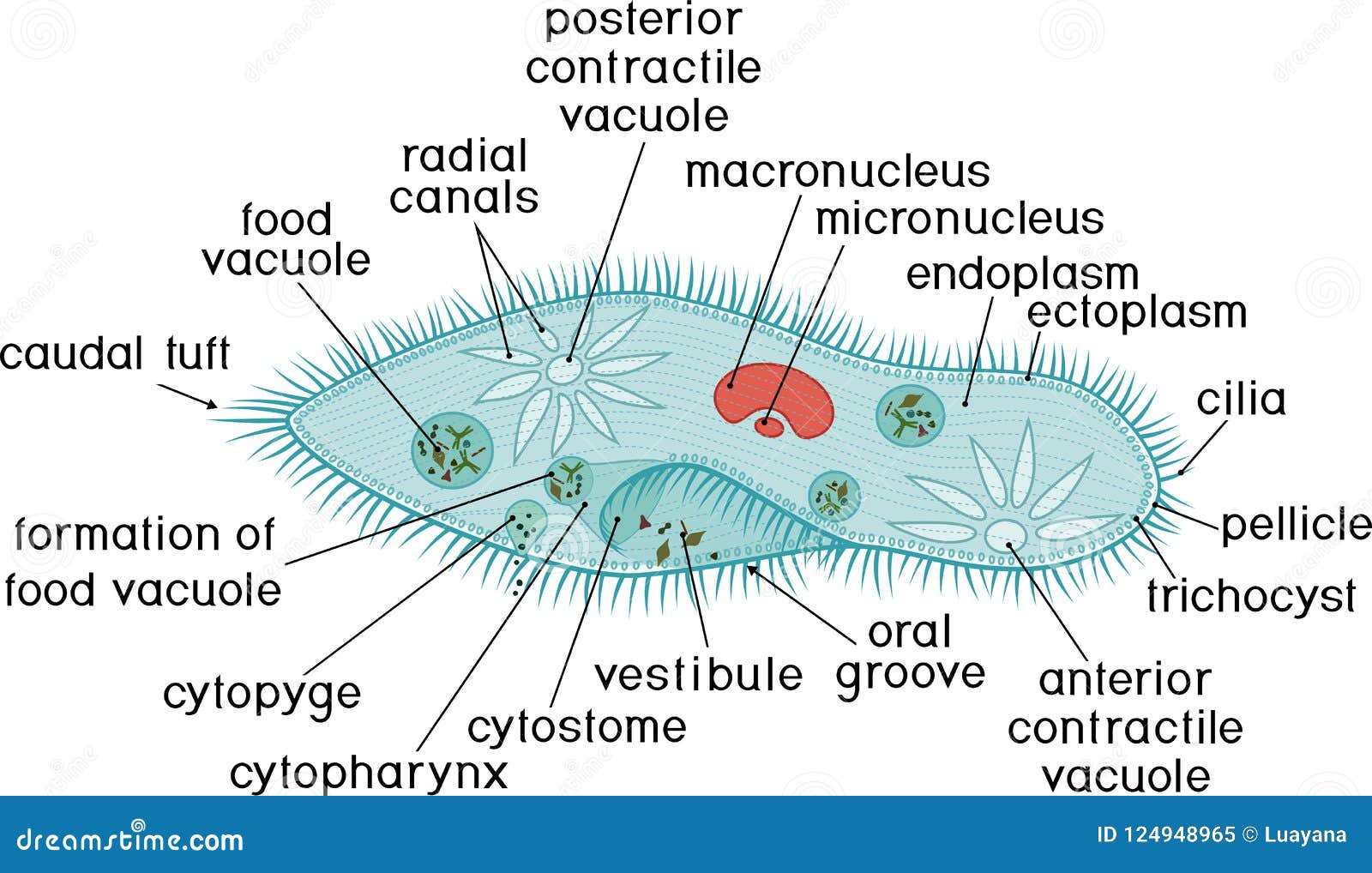 Paramecium Caudatum Labeled