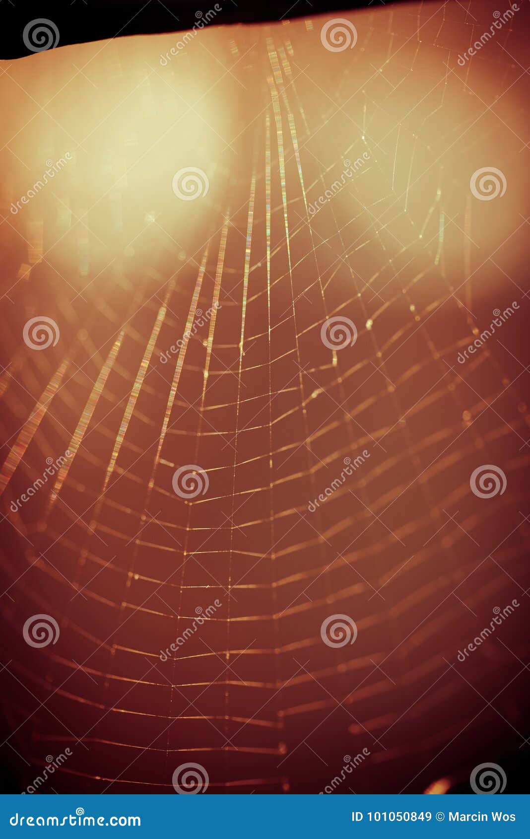 Structure and Pattern that Will Make the Spider Web in the Morning in ...