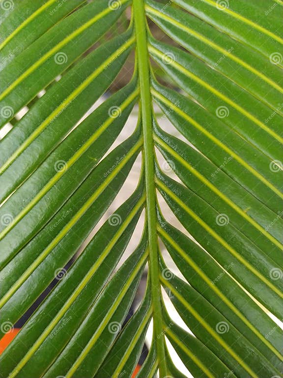 The Structure of the Pilgrim Fern Tree Leaf Stock Image - Image of line ...