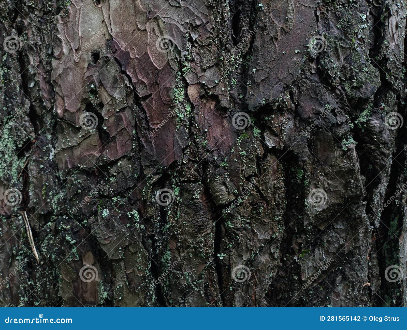The Structure of Pine Bark. a Healthy Tree. Trunk Protection Stock ...