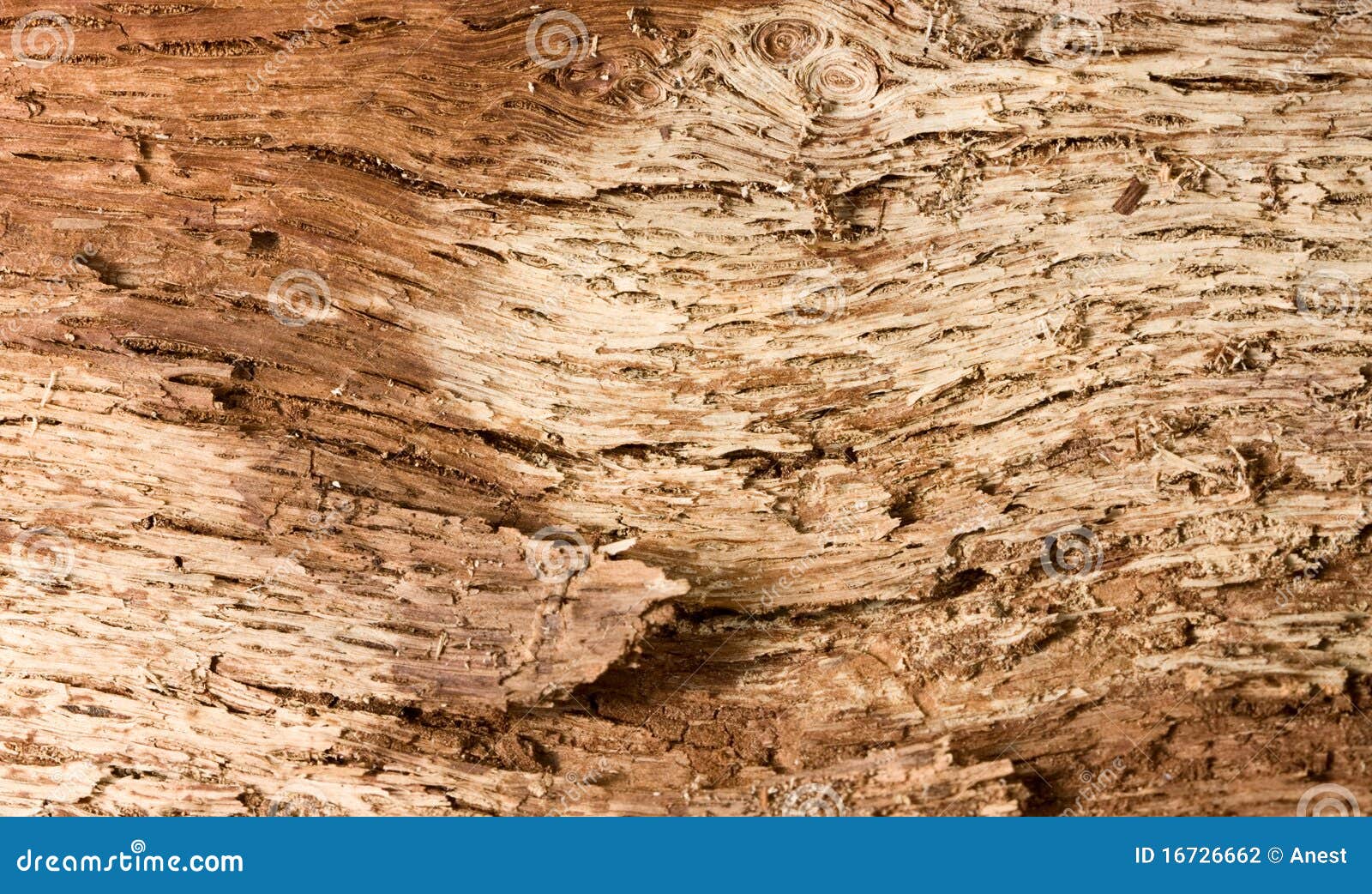 Structure of Pine Bark, Inner Side Stock Photo - Image of texture ...