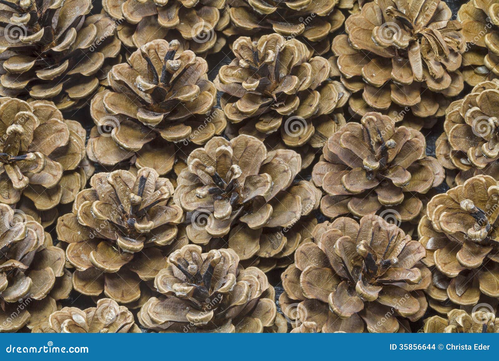 Structure of pine cones stock photo. Image of forest - 35856644
