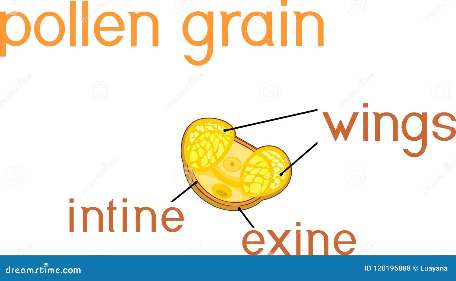 Structure Of Pine Pollen Grain With Two Sac Wing Stock Vector Illustration Of Flora Schema