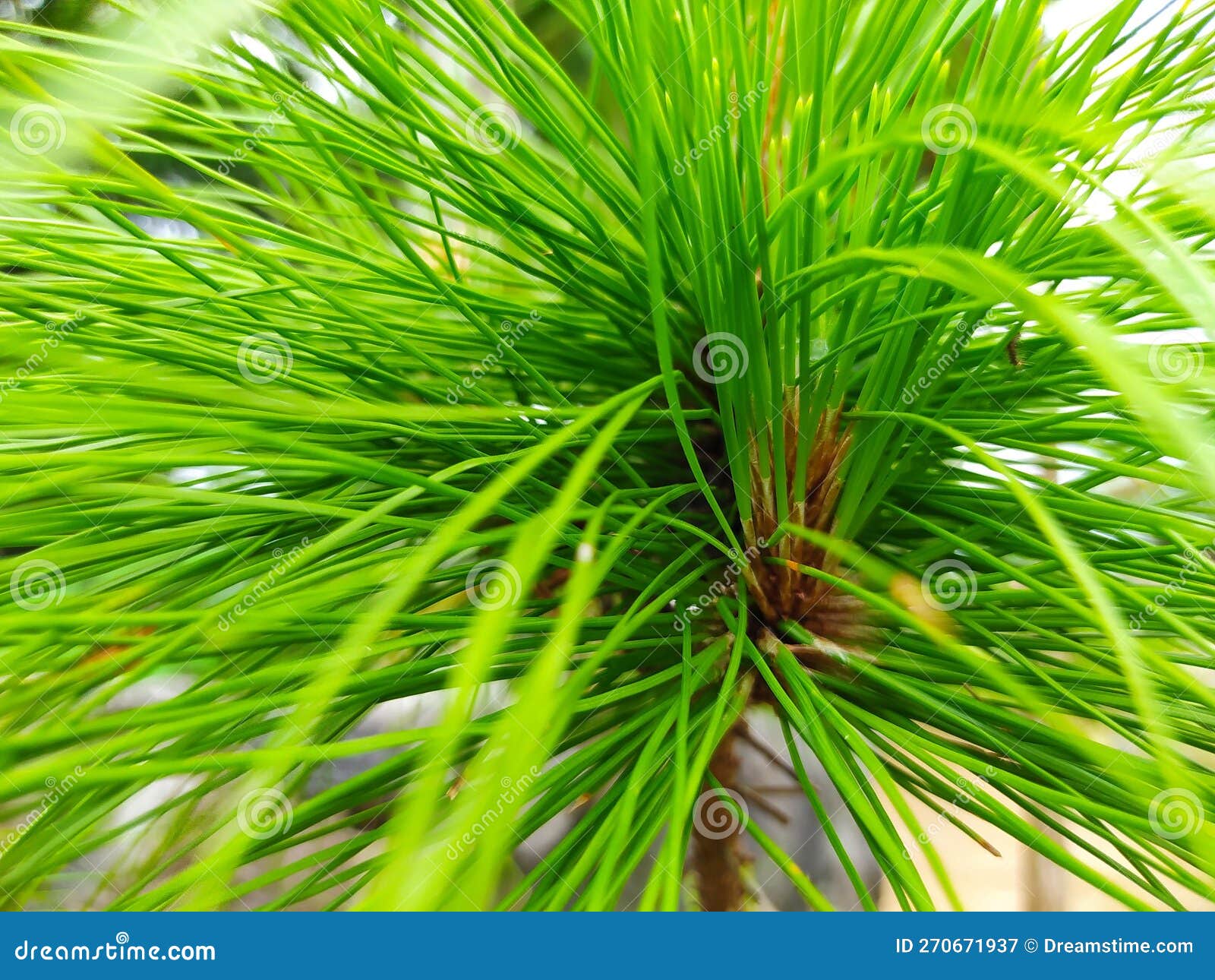 The Structure of a Pine Tree Leaf Stock Image - Image of evergreen ...