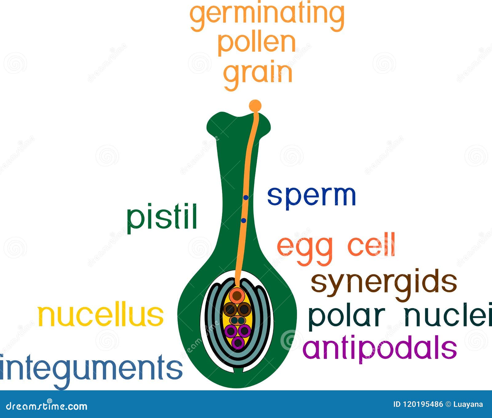 Structure Of Pistil In The Section At The Time Of Double Fertilization ...