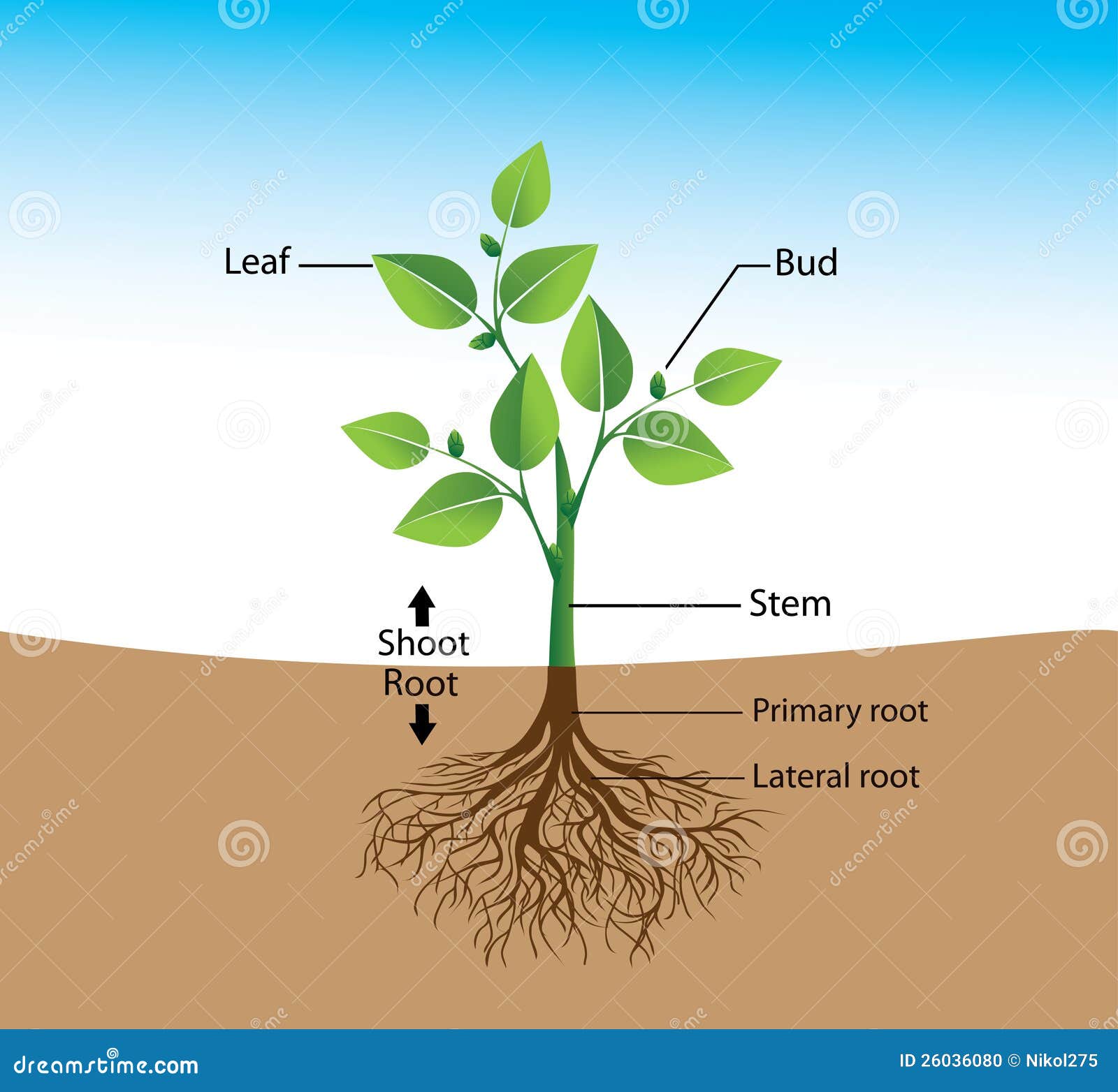 Structure Of The Plant Stock Photo - Image: 26036080
