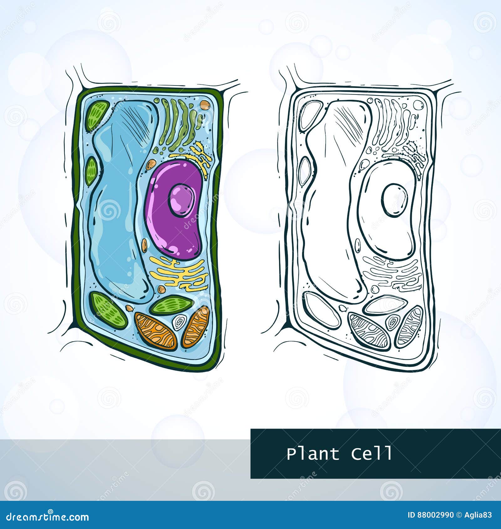 Structure of plant cell stock vector. Illustration of element - 88002990 Structure of plant cell stock vector. Illustration of element - 88002990