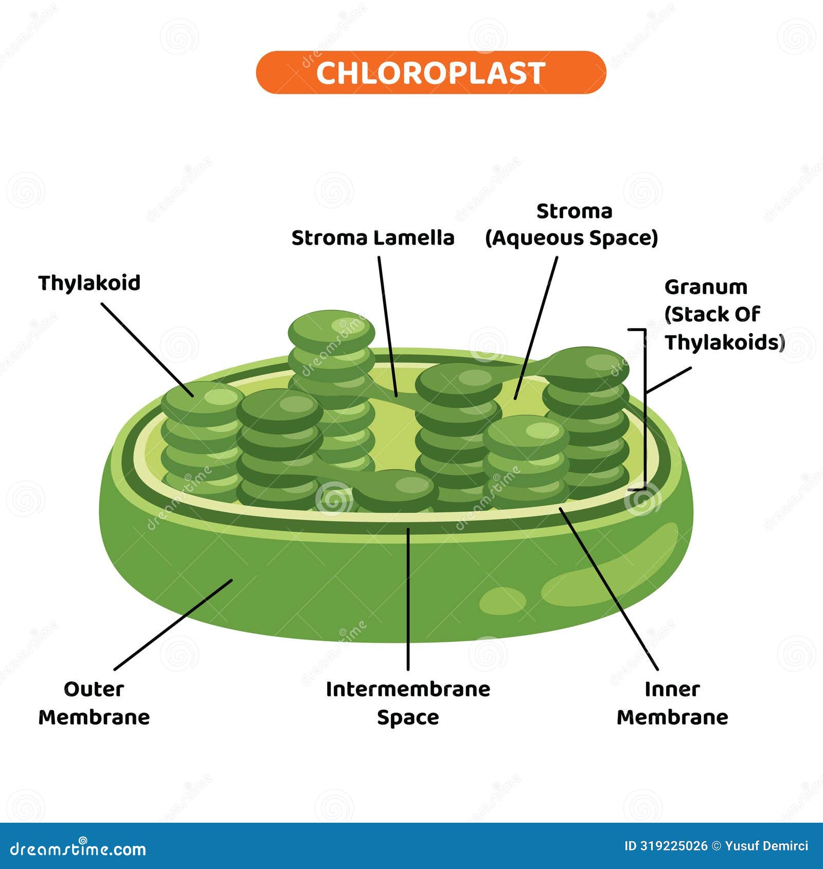 Structure Of Chloroplast Cartoon Vector | CartoonDealer.com #120195517