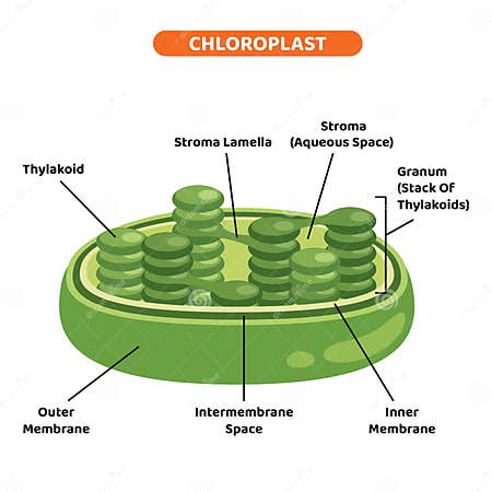 The Structure of Plant Chloroplast Stock Vector - Illustration of green ...