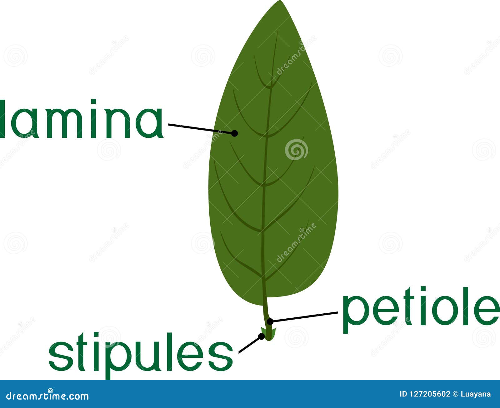Structure of Plant Leaf with Titles Stock Vector - Illustration of ...