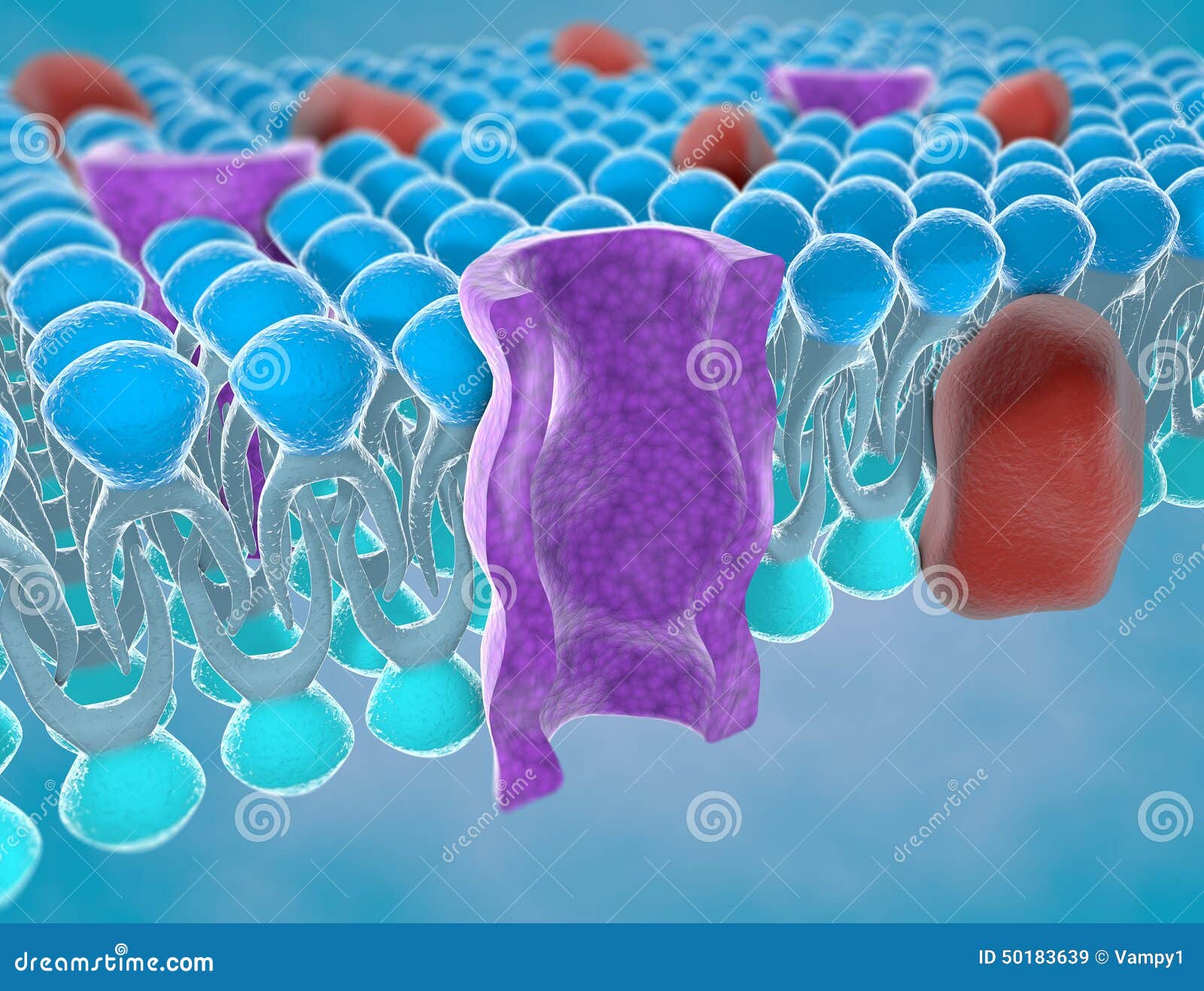 Structure Of The Plasma Cell Vector Illustration | CartoonDealer.com ...