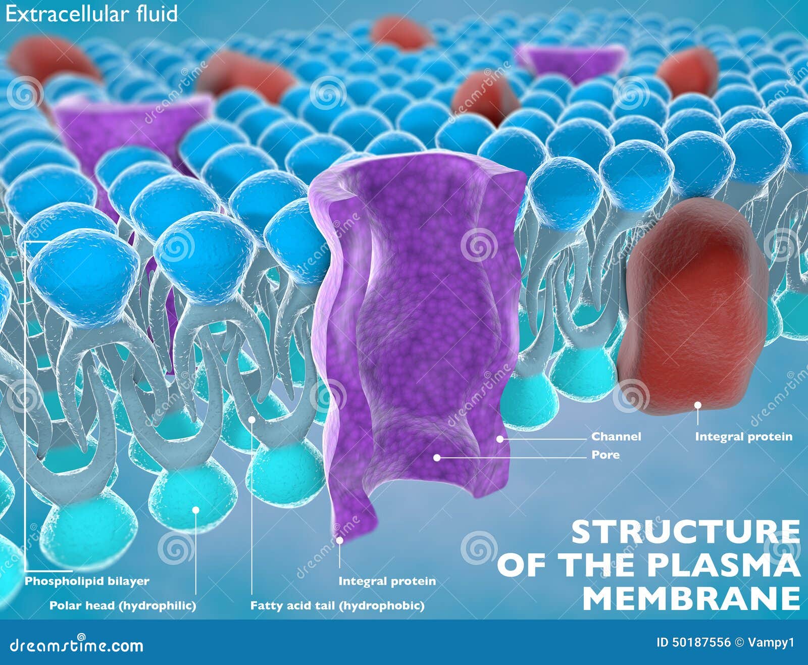 Structure Of The Plasma Membrane Stock Illustration - Image: 50187556
