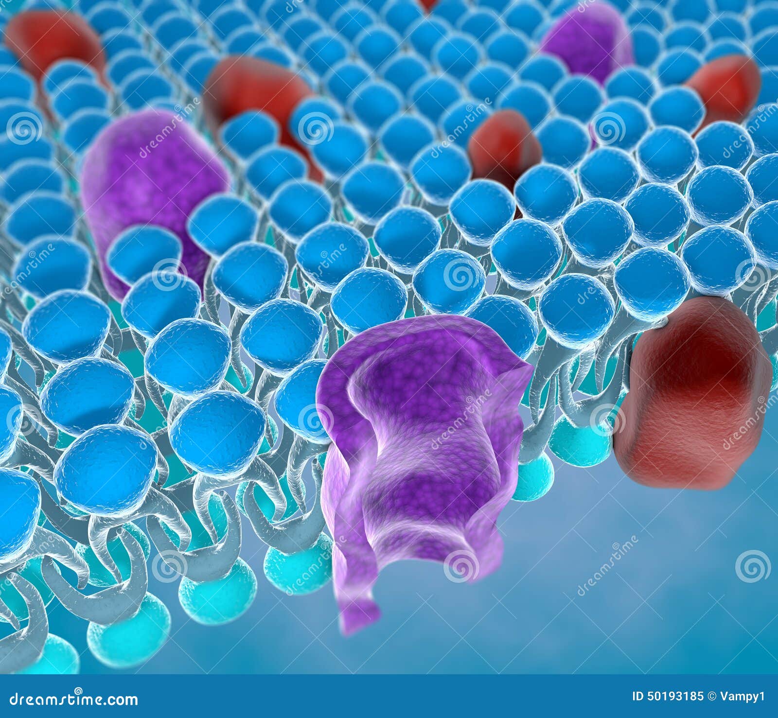Structure Of The Plasma Membrane Royalty-Free Stock Photography ...