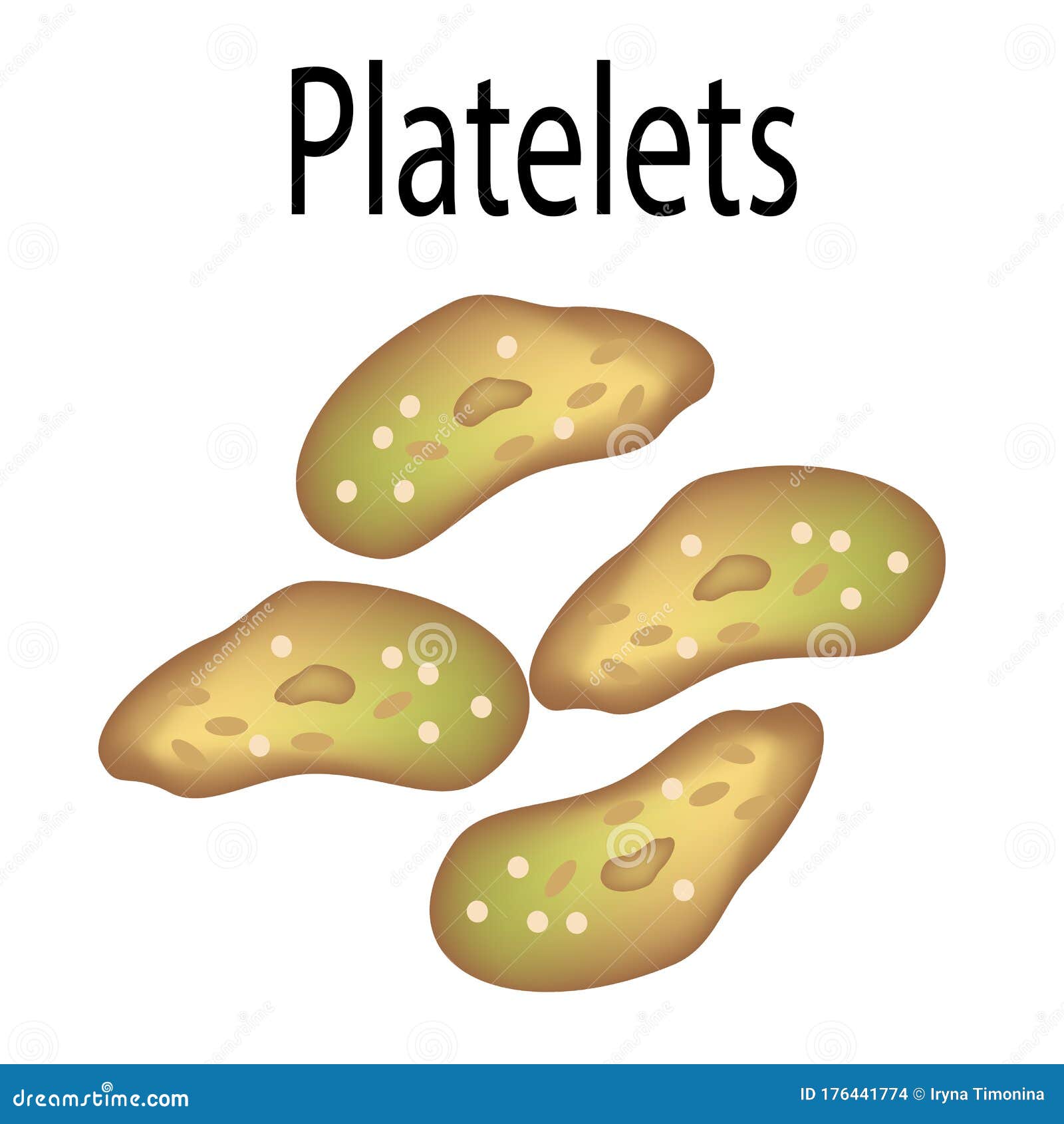 Platelets Cells Diagram