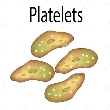 The Structure of Platelets. Platelets are a Blood Cell. Infographics ...
