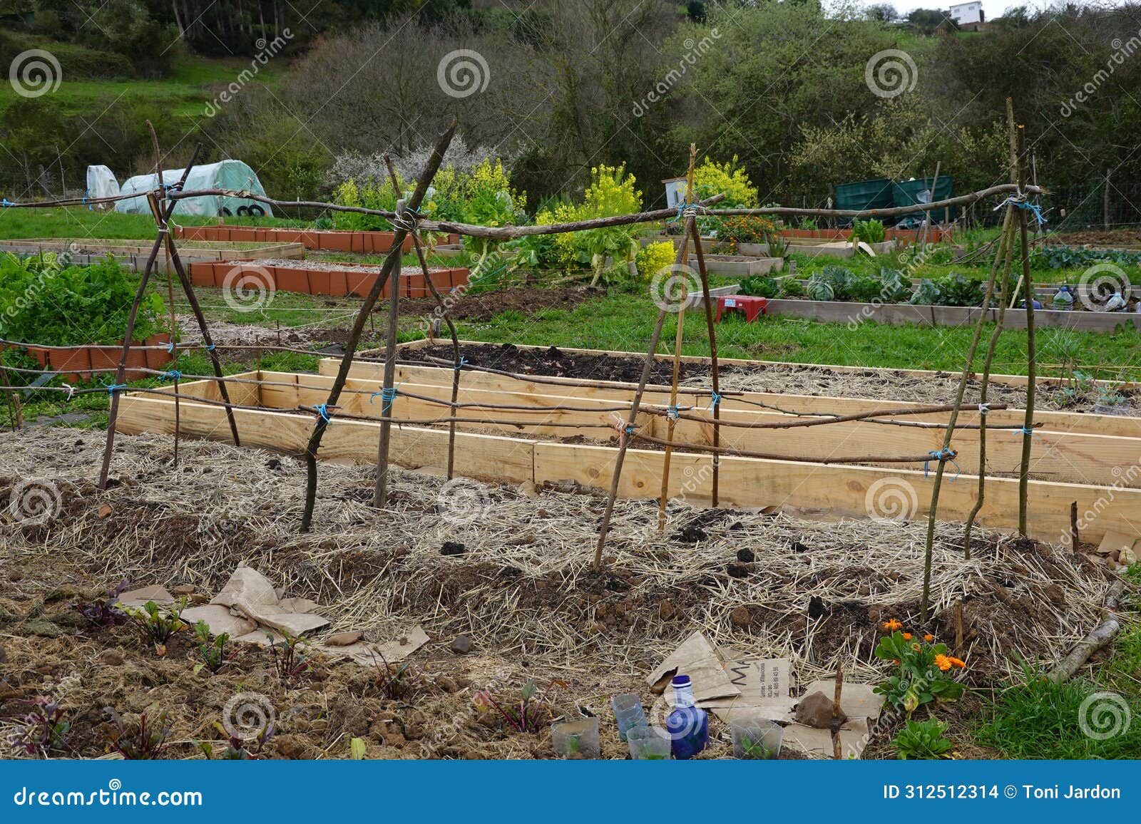 Structure with Poles To Support Climbing Crops in the Vegetable Garden ...