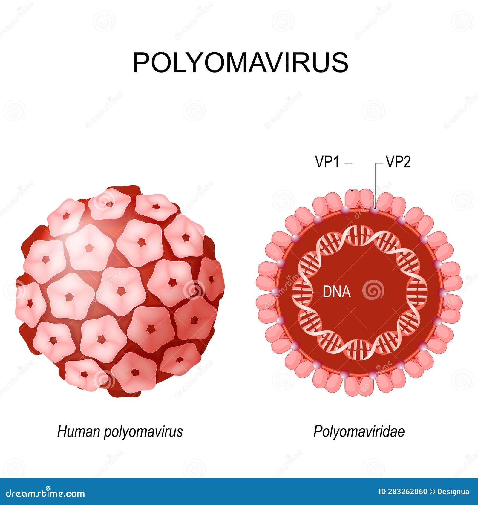 Polyomaviruses Stock Illustrations – 1 Polyomaviruses Stock ...