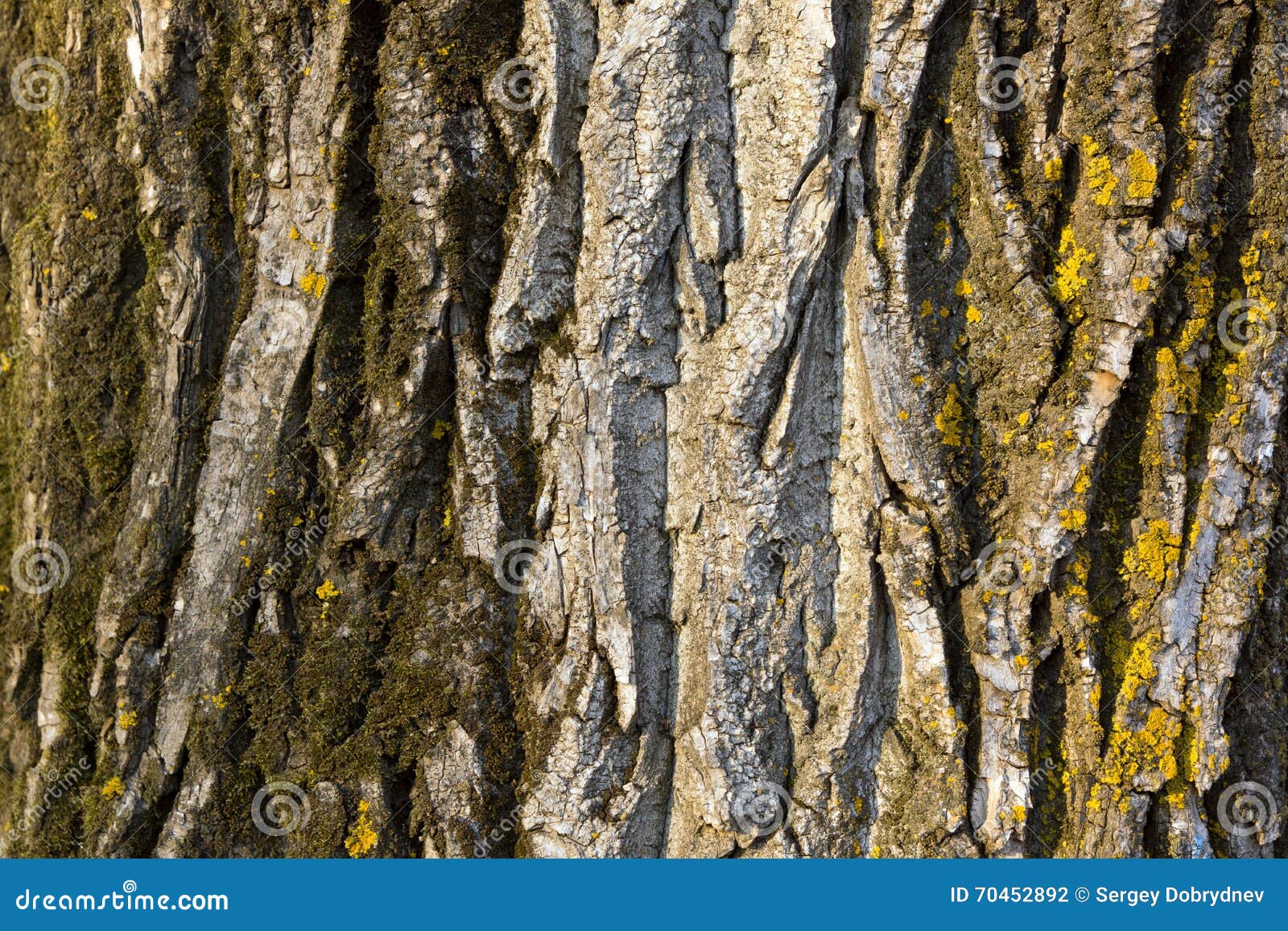 Poplar Bark Background. Royalty-Free Stock Photography | CartoonDealer ...