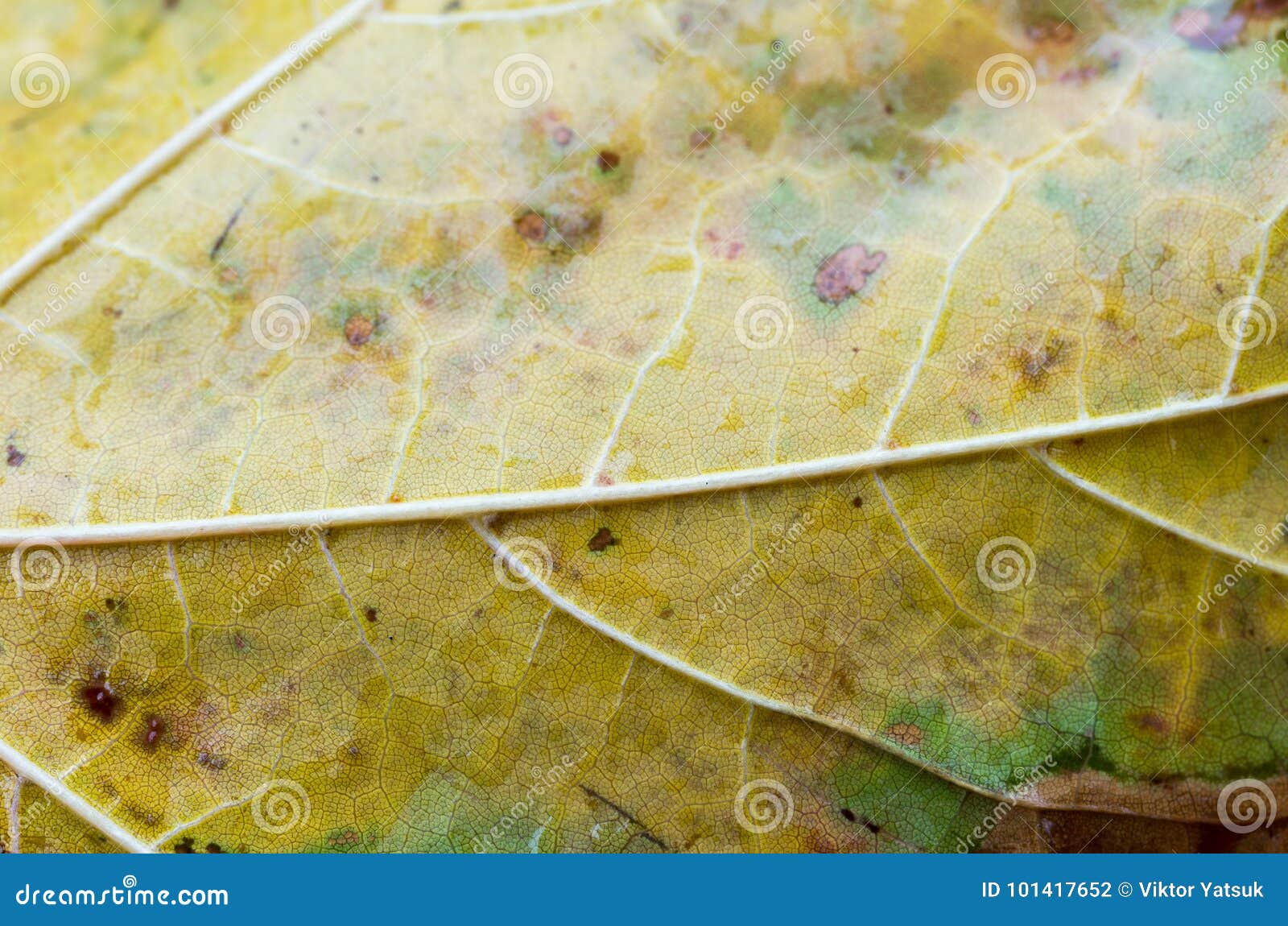 Structure and Pores of the Autumn Leaf. Detailing the Autumn Leaf Stock ...