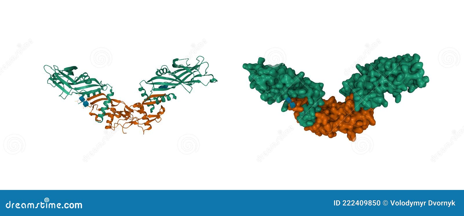 Bone Morphogenetic Protein 2 (BMP-2) Protein. Plays Important Role In ...