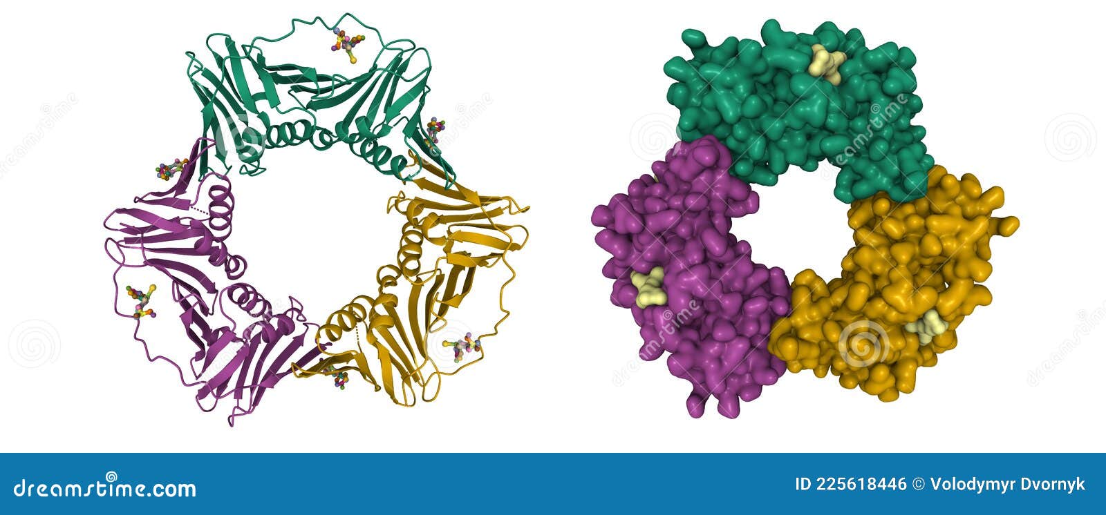 DNA Replication With Clamp Loader, Helicase. Dna Polimerase And Beta ...