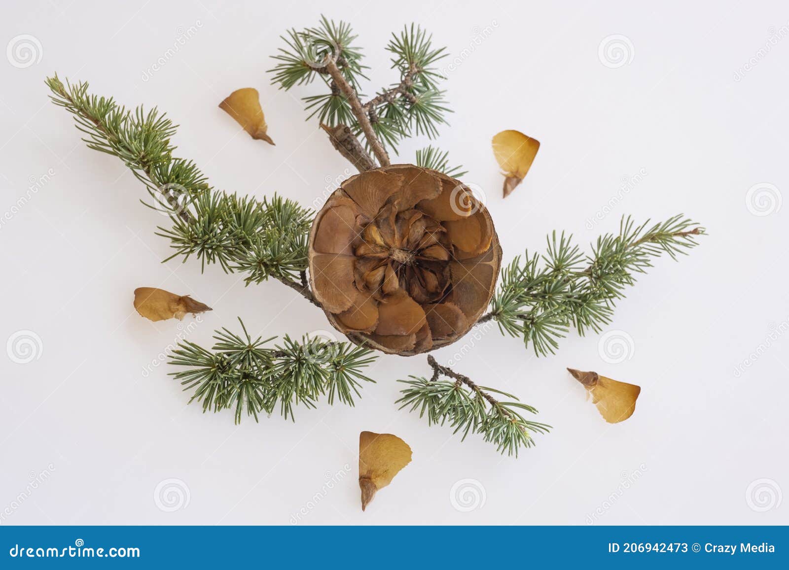 The Structure, Propagation and Background Details of Tar Seeds Stock ...