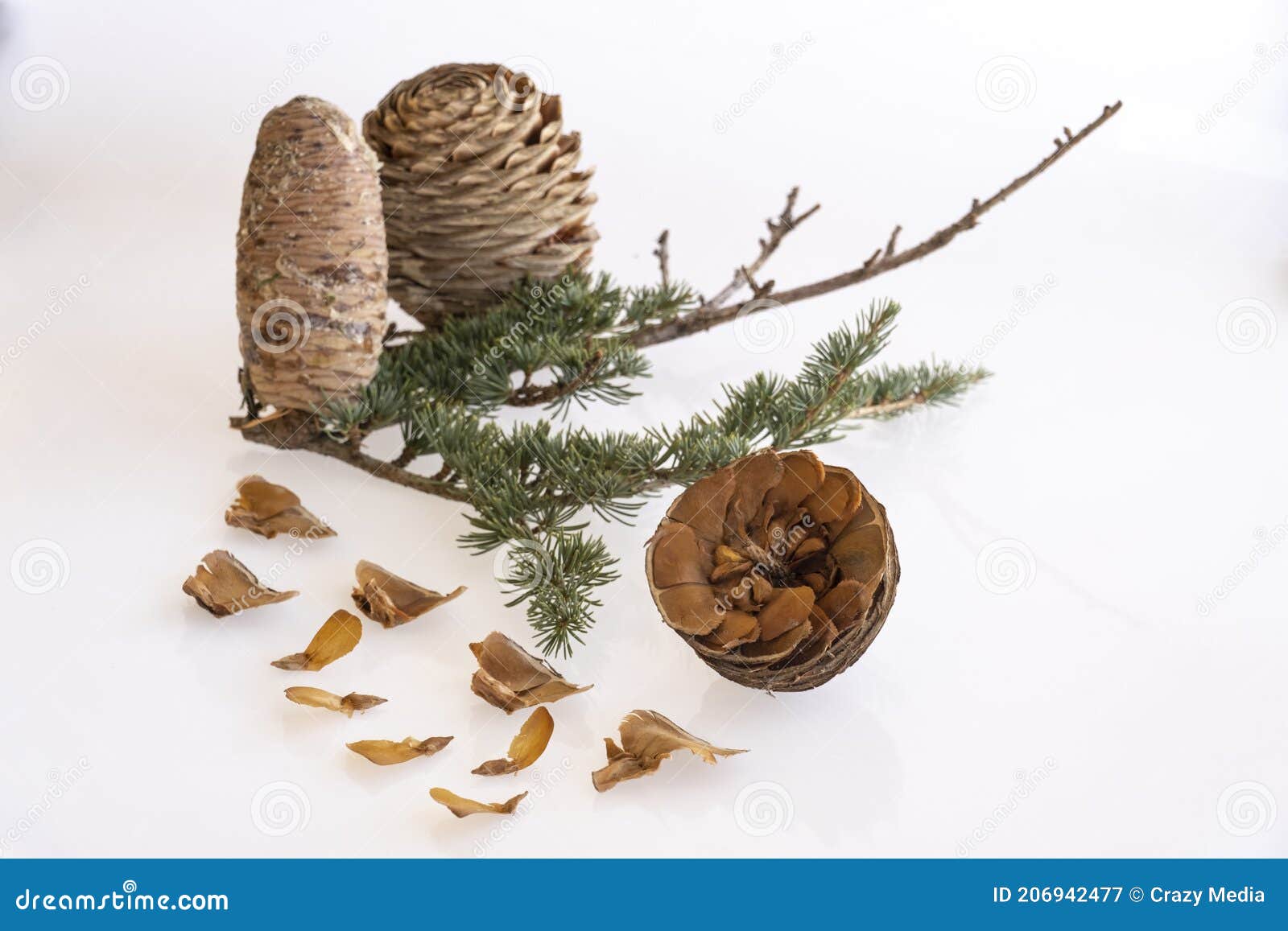 The Structure, Propagation and Background Details of Tar Seeds Stock ...