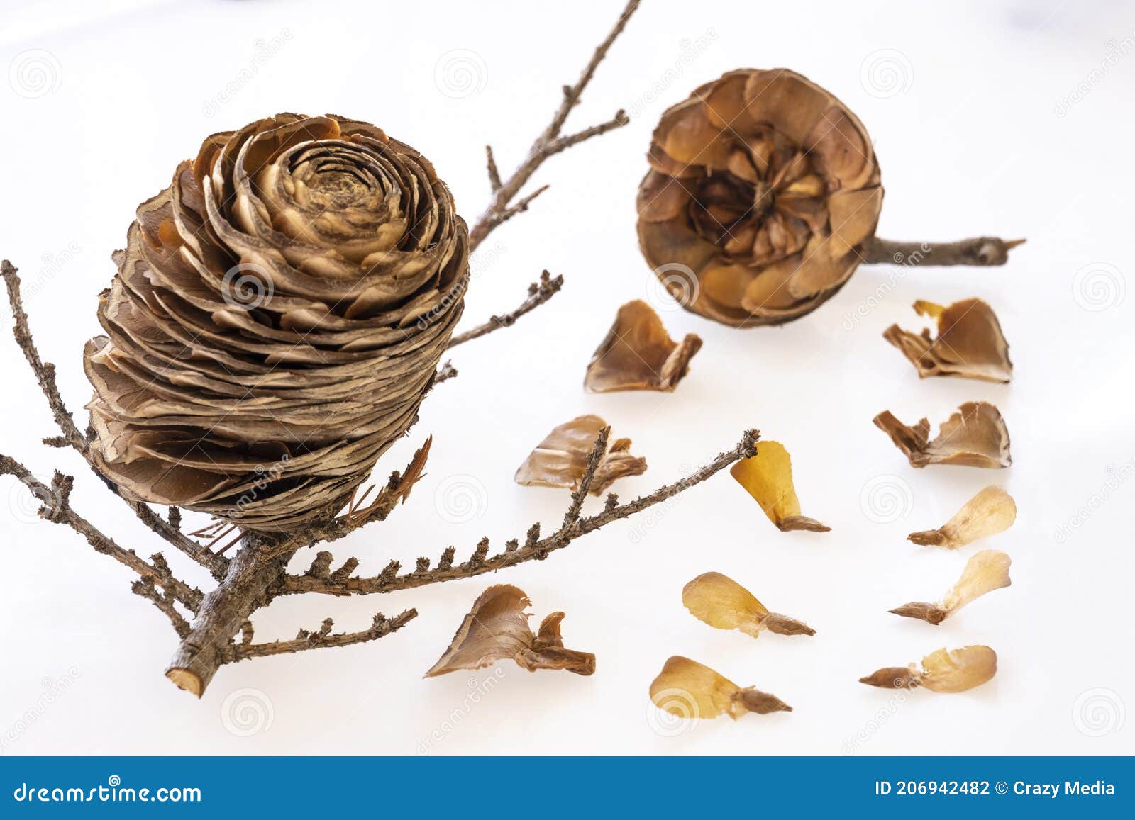 The Structure, Propagation and Background Details of Tar Seeds Stock ...