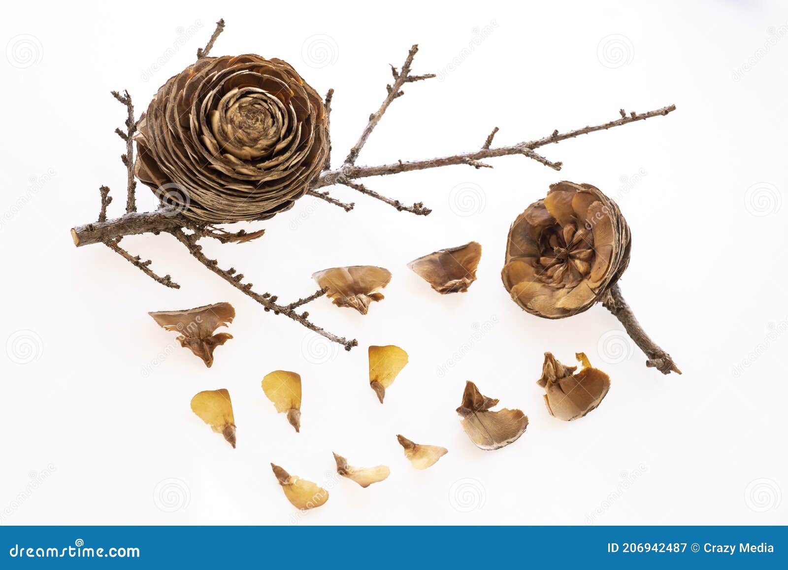 The Structure, Propagation and Background Details of Tar Seeds Stock ...