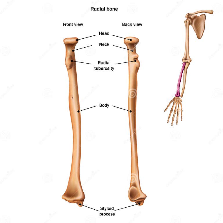 The Structure of the Radial Bone with the Name and Description of All ...