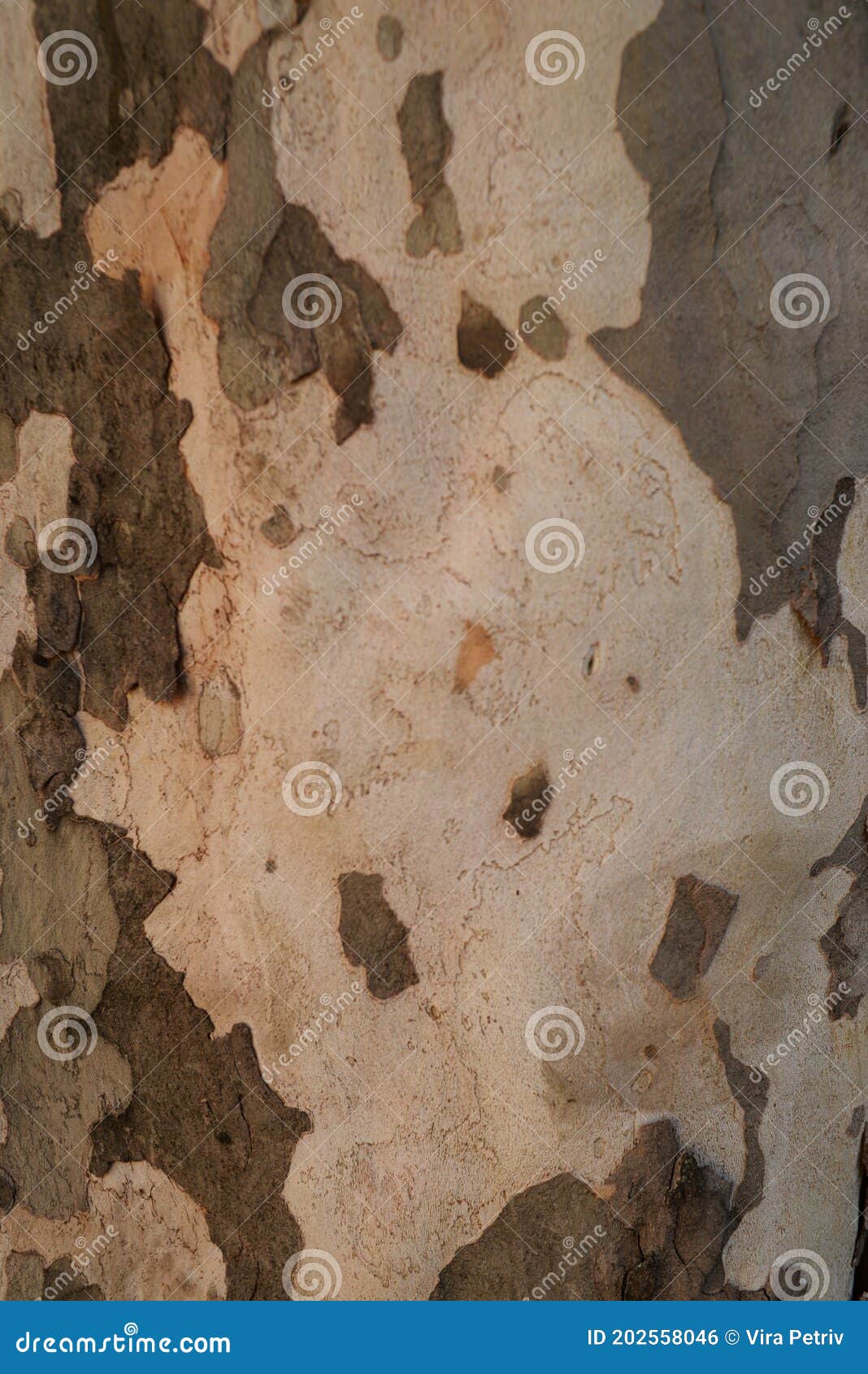The Structure of a Rare Species of Chestnut Stock Photo - Image of ...