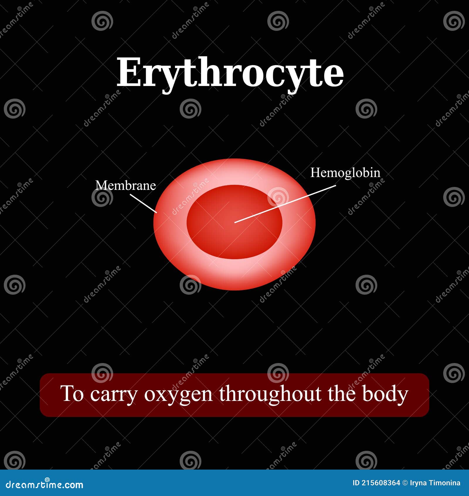The Structure Of The Erythrocyte. Erythrocyte Blood Cell. The Structure ...