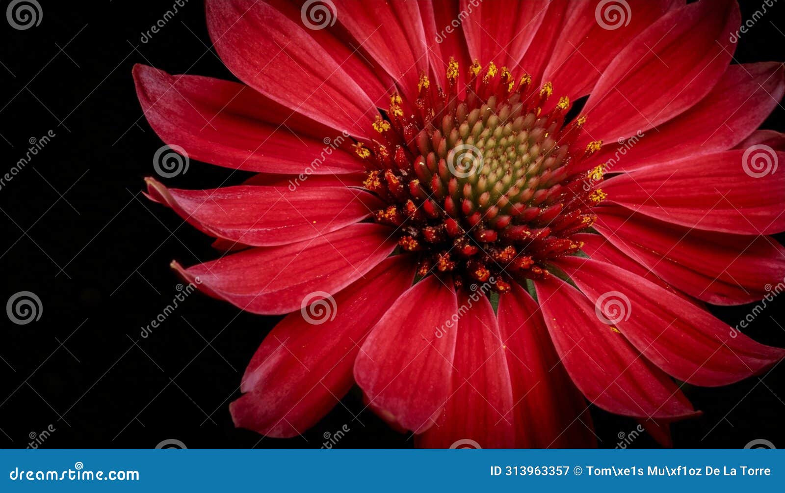 Blooming in the Dark. Red Daisy in Contrast. Stock Image - Image of ...