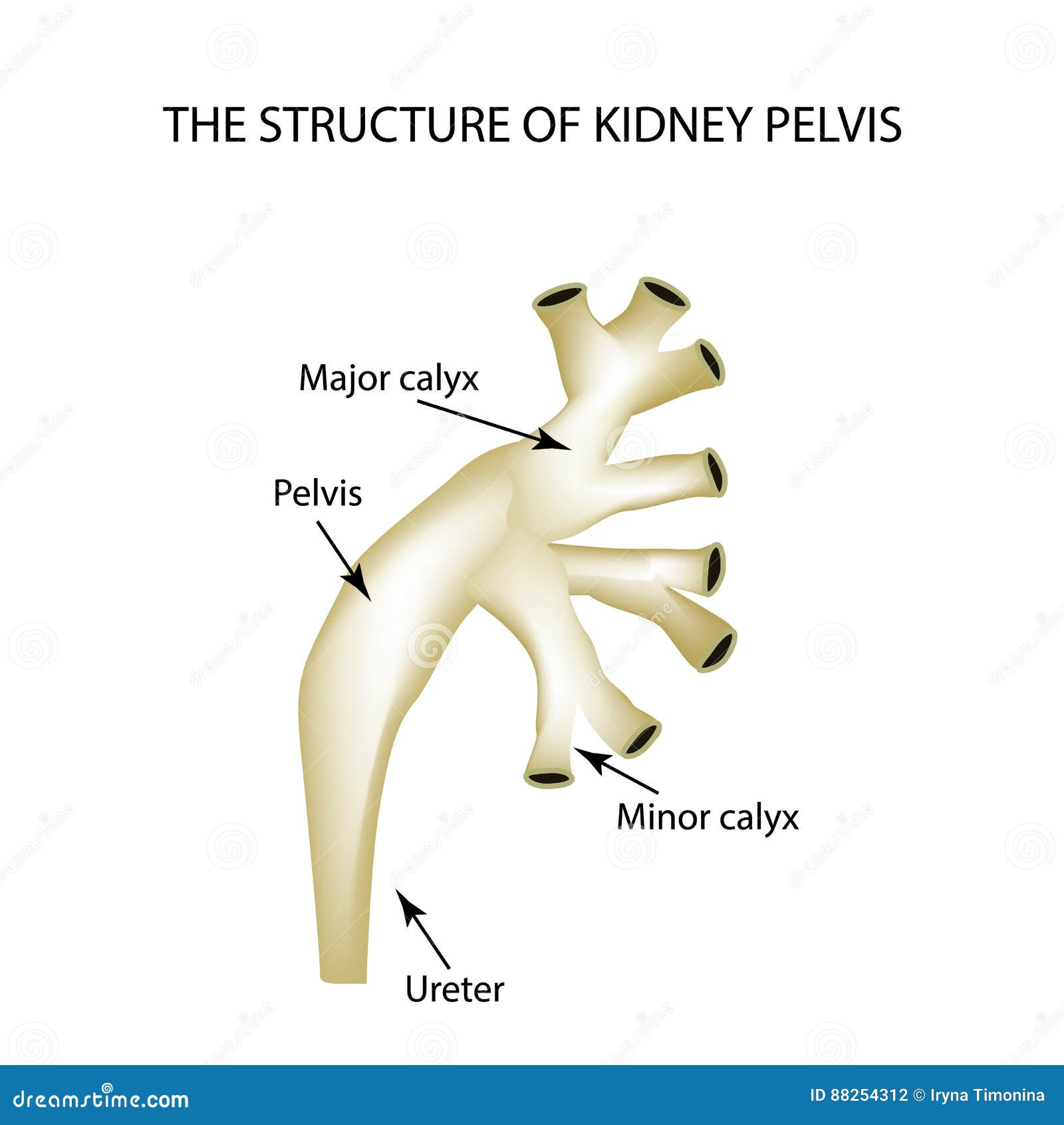 Renal Pelvis