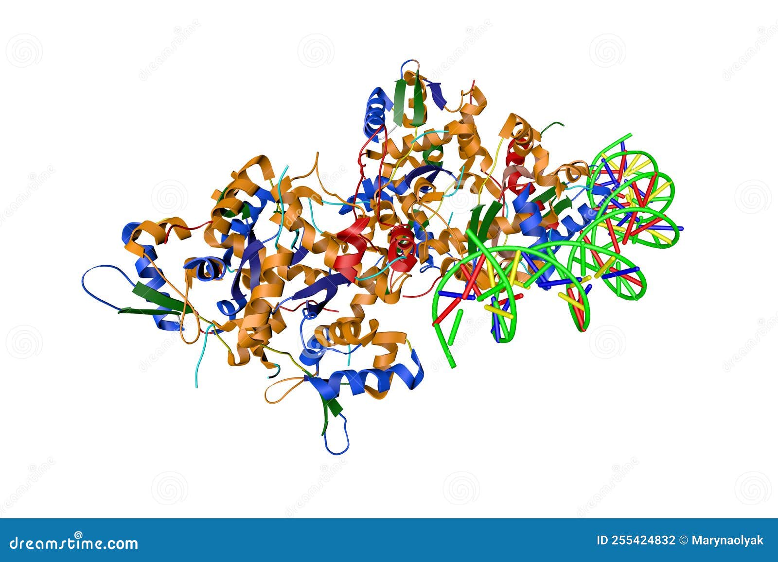 Structure of Rep-DNA Complex. Ribbons Diagram Isolated on White ...