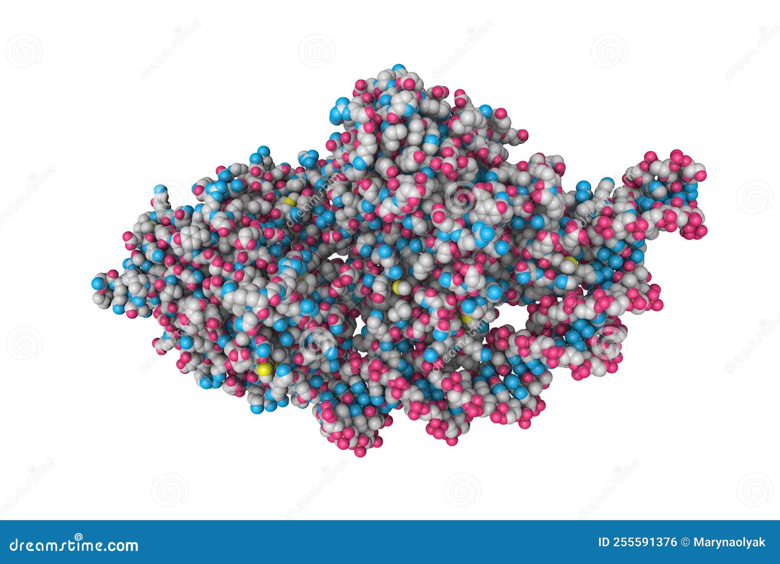Structure of Rep-DNA Complex. Space-filling Molecular Model Isolated on ...