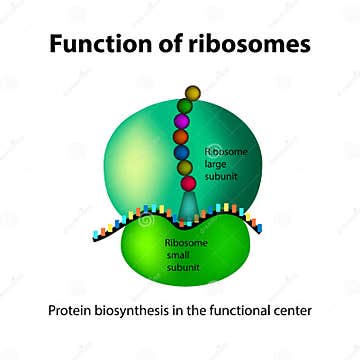 The Structure of the Ribosome. Functions. Infographics Stock Vector ...
