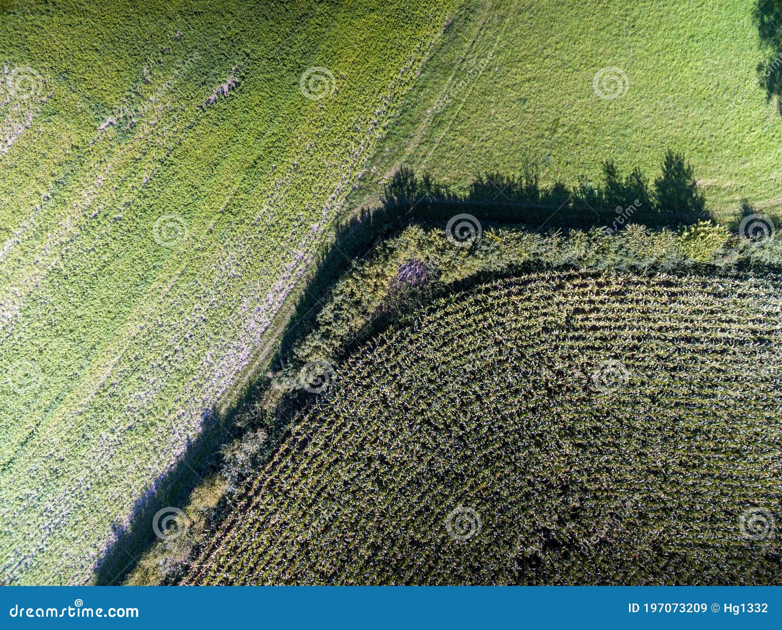 Structure of a Rimmed Cornfield from Above Stock Image - Image of ...
