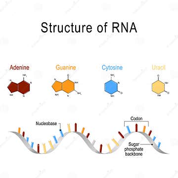 Structure of RNA stock vector. Illustration of molecular - 121054261