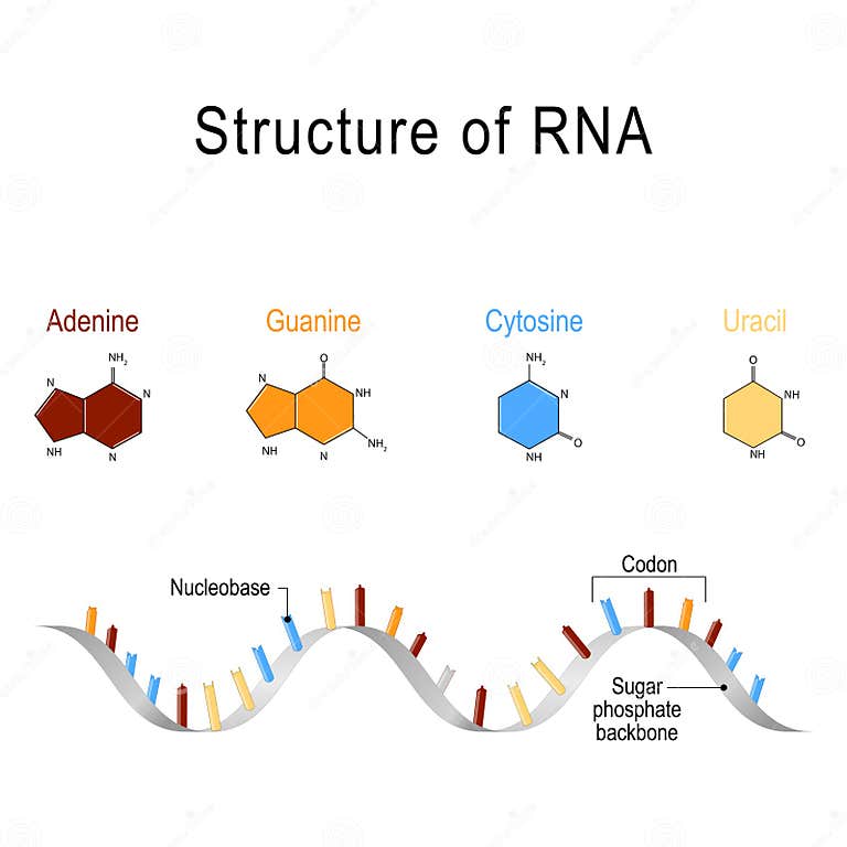 Structure of RNA stock vector. Illustration of molecular - 121054261
