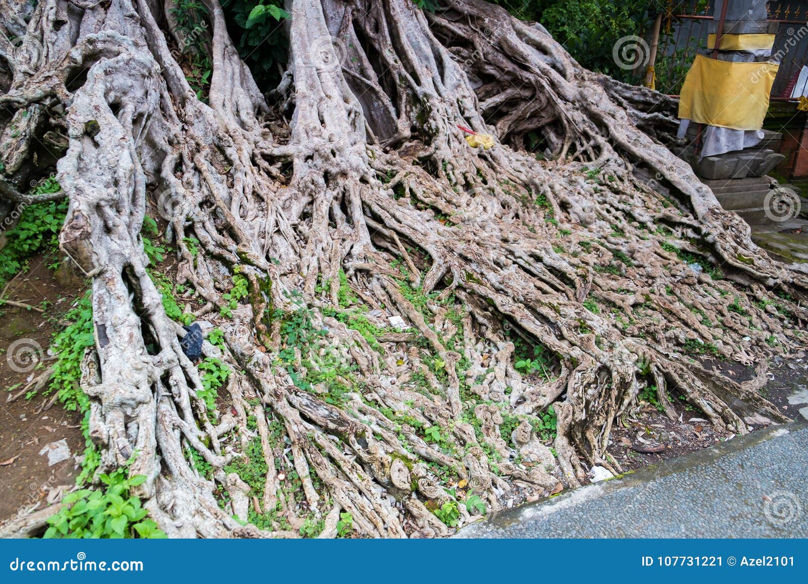 A structure of a root stock image. Image of growth, leafs - 107731221